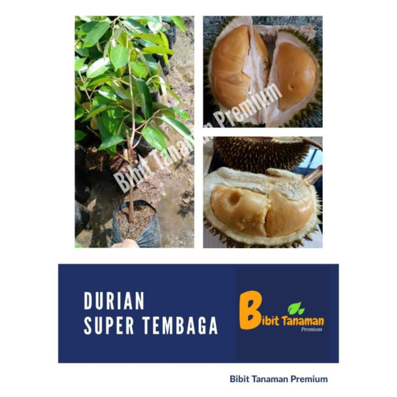 Jual BIBIT DURIAN SUPER TEMBAGA (BIBIT TANAMAN PREMIUM) | Shopee Indonesia