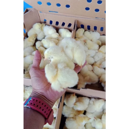 Jual DOC BROILER/ANAK AYAM PEDAGING | Shopee Indonesia