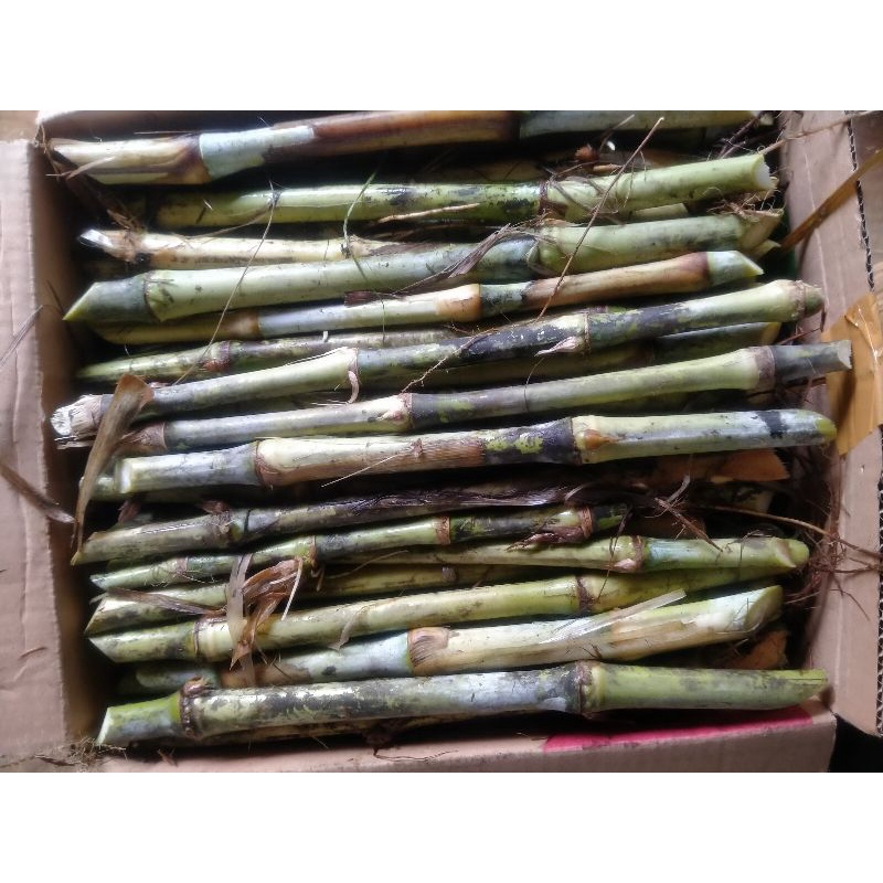 Jual Bibit Rumput Pakchong Napier Pakchong 1kg 25-30batang | Shopee ...