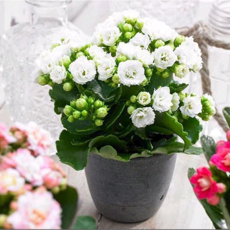 Jual cocor bebek bunga putih/kanchoe blossfeldiana white/tanaman hias ...