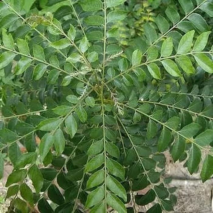 Jual Daun Kari/Daun Temuruy/Salam Koja/1kg | Shopee Indonesia