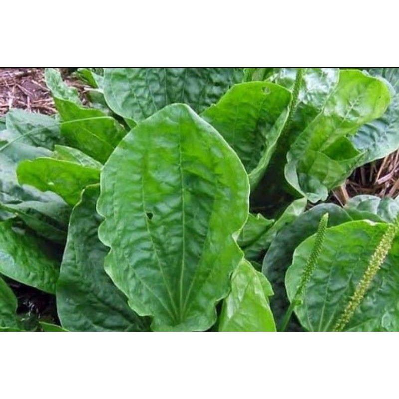 Jual Daun sendok/Ki urat 250grm | Shopee Indonesia