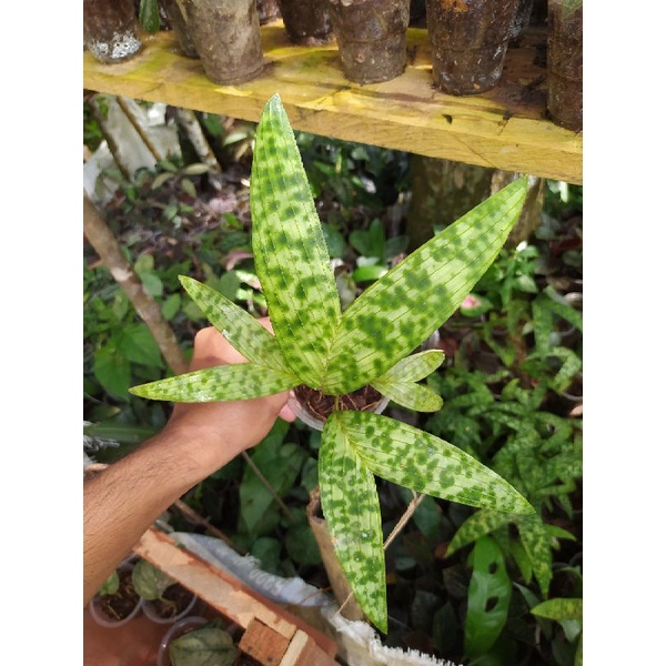 Jual Pinanga crassipes Pinang hutan Palem gunting rawatan | Shopee ...