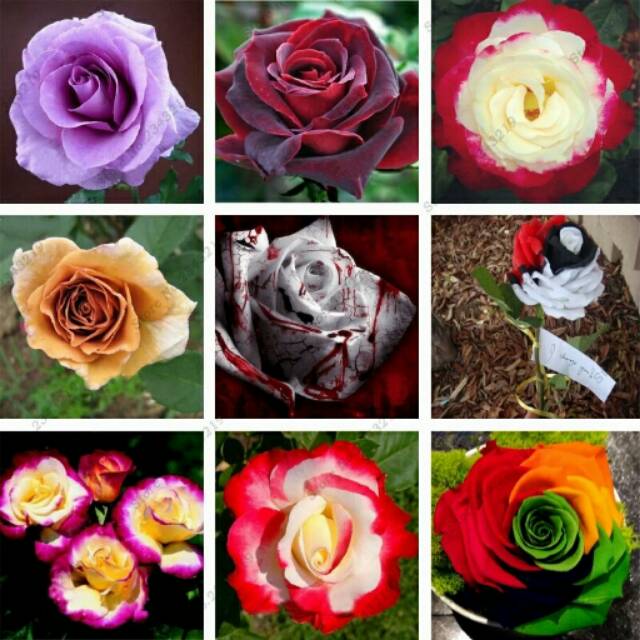 Jual Biji Bunga Mawar Extreme Nine Colors Rose Flower Seed 10 biji ...