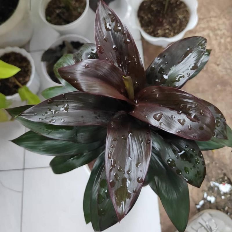 Jual Tanaman hias hanjung/ andong/ holdyline fruicosa | Shopee Indonesia