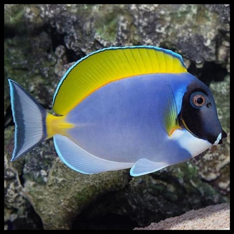 Jual ikan hias BOTANA BIRU | Shopee Indonesia