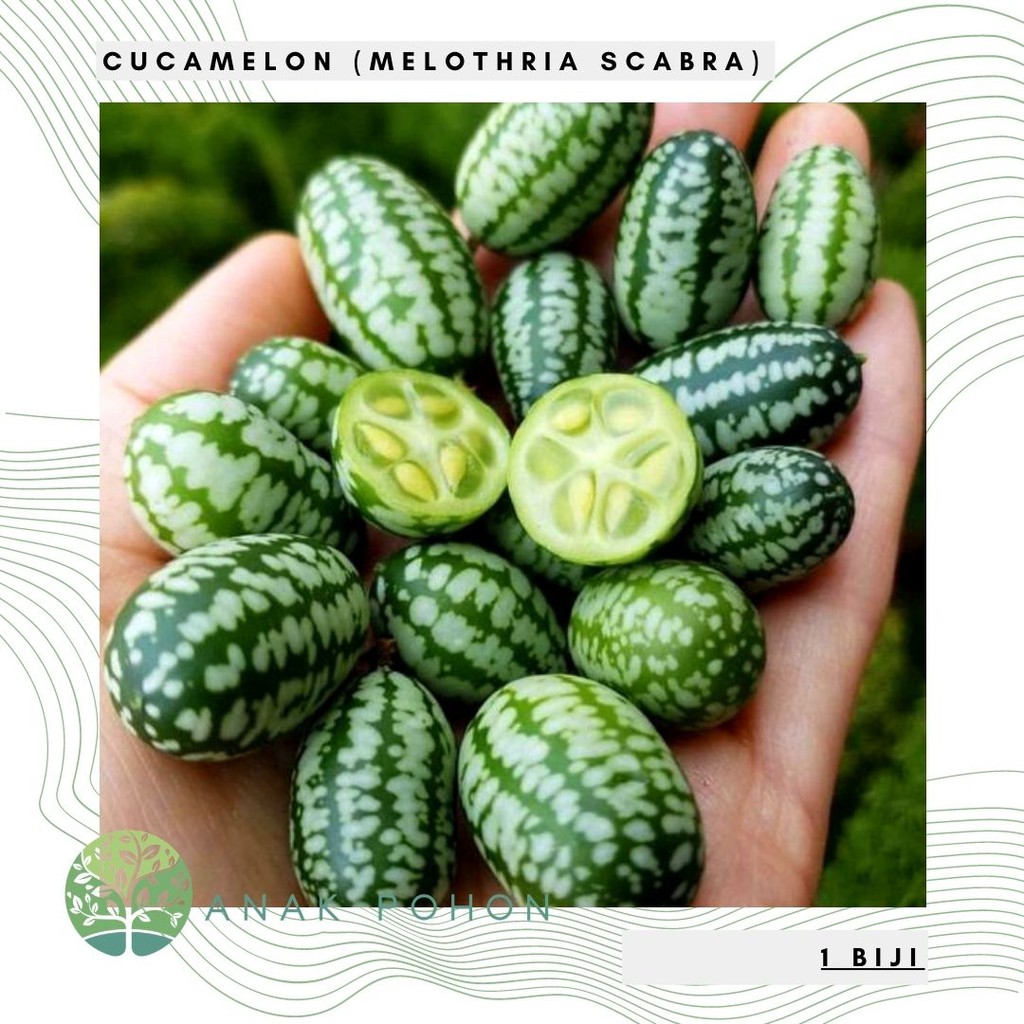 Jual Benih Bibit Biji - Buah Cucamelon (Semangka Anggur) Melothria ...