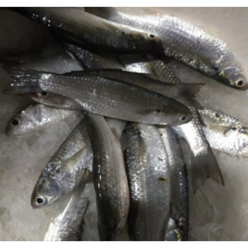 Jual ikan blanak segar 5gr | Shopee Indonesia