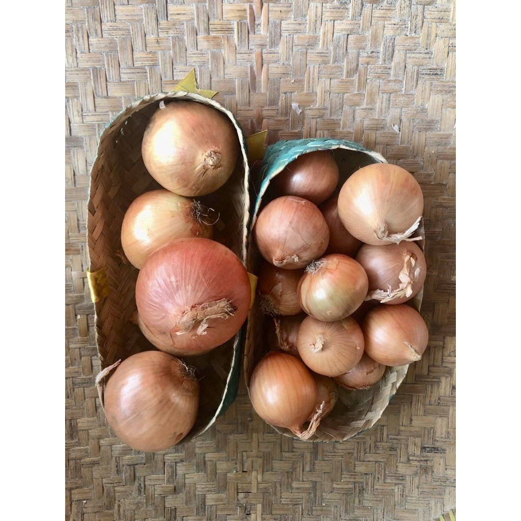 Jual Bawang bombay besar 500gr | Shopee Indonesia