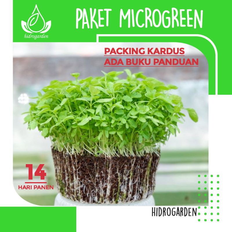 Jual Pot Hiasan Ruang Tamu Taman Bayam Hijau/Merah Paket Microgreen ...