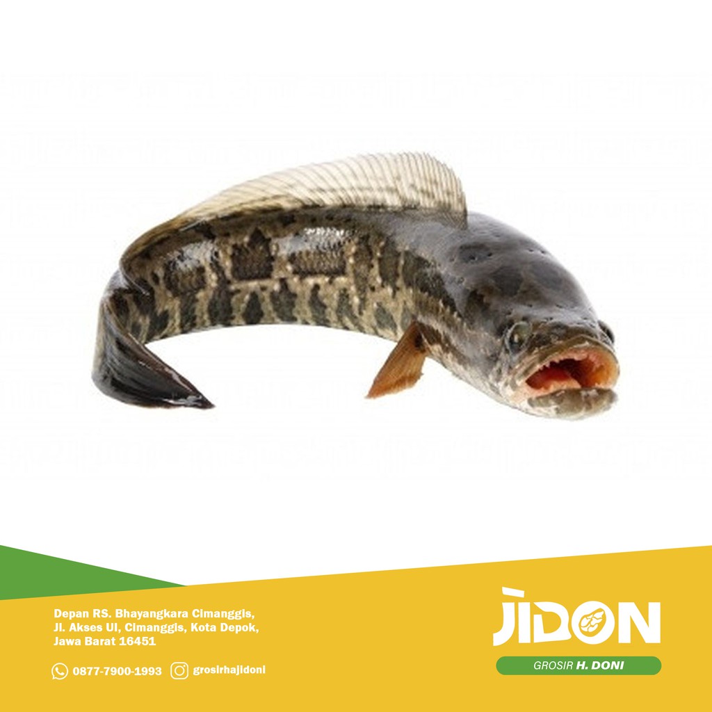 Jual JUAL IKAN AIR TAWAR/IKAN SEGAR/IKAN GABUS 1kg | Shopee Indonesia