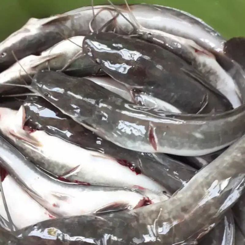 Jual IKAN LELE SEGAR 1KG (BERSIH) | Shopee Indonesia