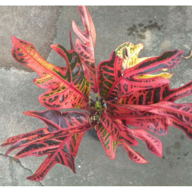 Jual tanaman hias puring zet - tanaman hias puring dasi | Shopee Indonesia