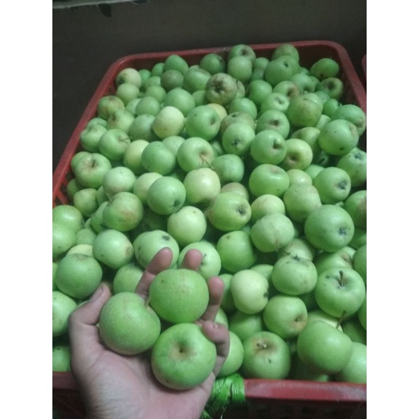 Jual Apel mini asli Batu Malang 1kg fresh murah | Shopee Indonesia