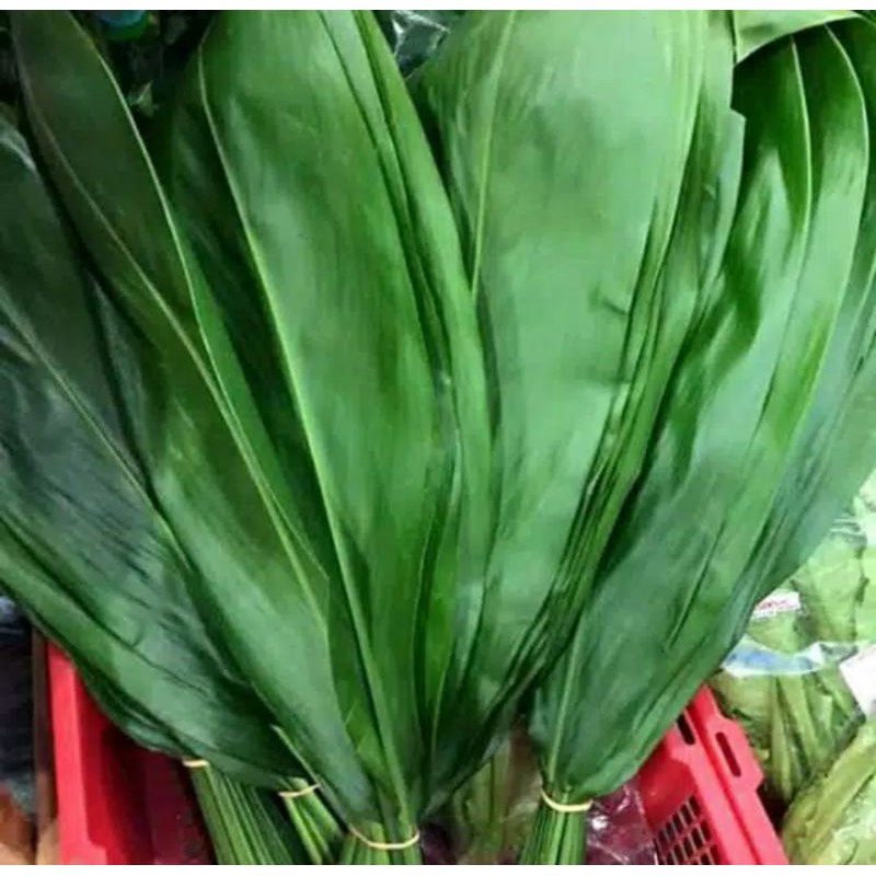 Jual DAUN HANJUANG SEGAR HERBAL BUNGKUS BACANG / BUNGKUS BAKCANG ...