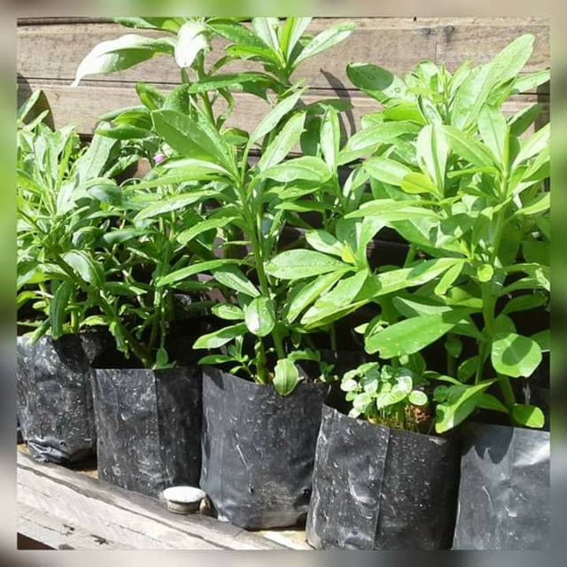 Jual Bibit Tanaman Ginseng Jawa | Shopee Indonesia