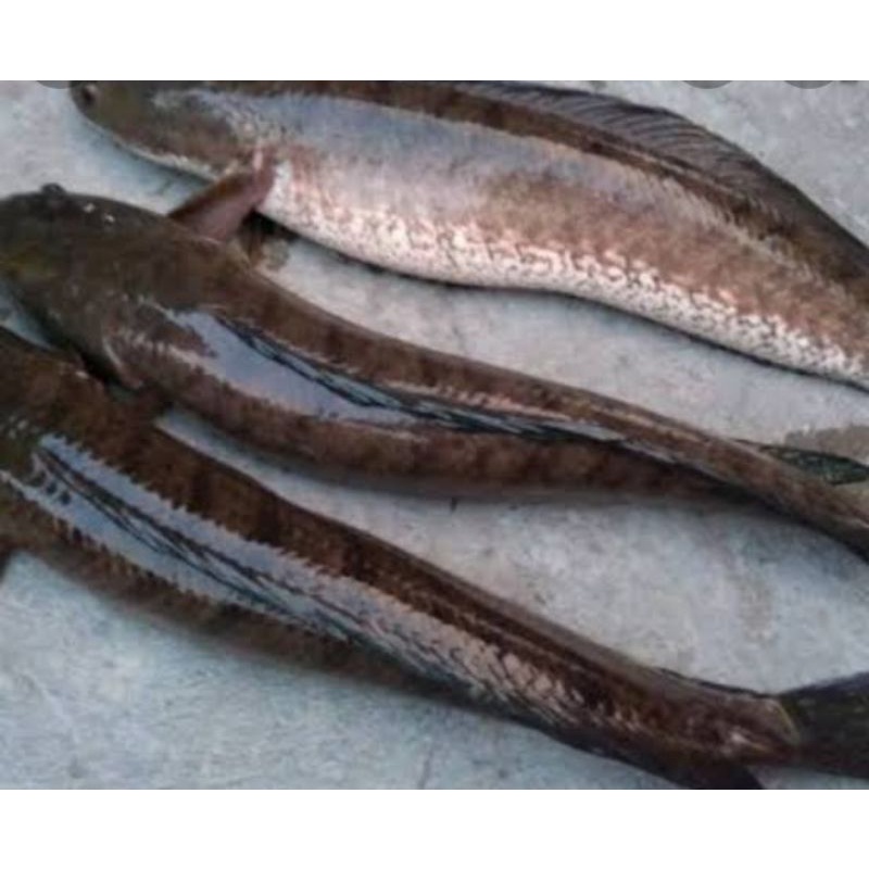 Jual Ikan Gabus Per Kg Sayur Segar Palembang | Shopee Indonesia