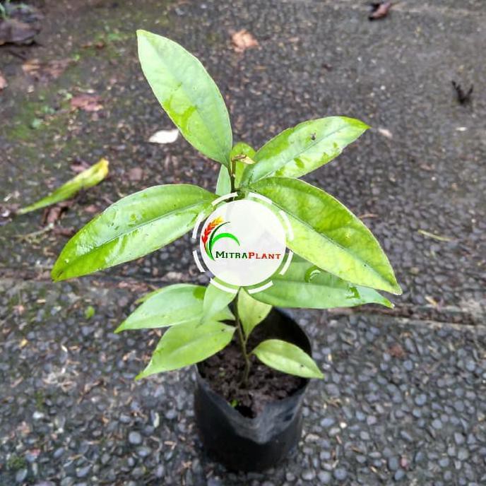 Jual Cl1R Bibit Pohon Kayu Manis - Tanaman Kayu Manis - Tanaman Herbal ...