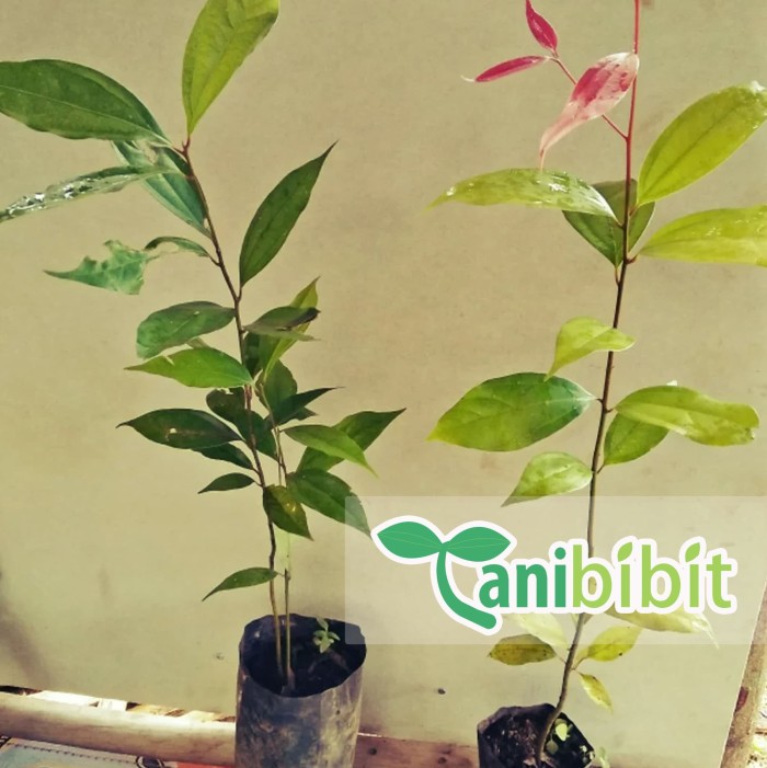Jual Bibit Pohon Kayu Manis - Herbal Bahan Bumbu Masak | Shopee Indonesia
