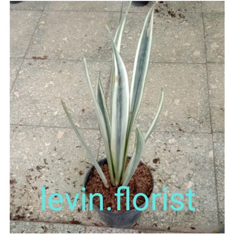 Jual Sansevieria bantels sensation / sansivera sansivieria bantel bibit ...