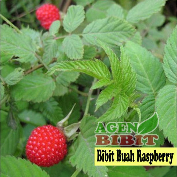 Jual NEW! BIBIT POHON BUAH RASPBERRY MERAH - TANAMAN ARBEI RUBUS IDAEUS ...