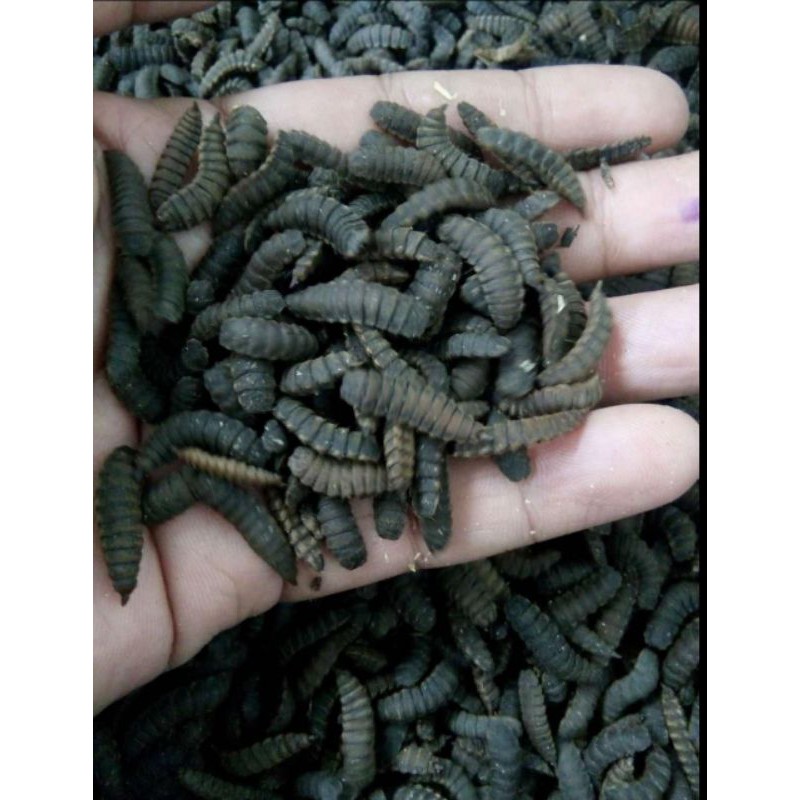 Jual Prepupa Magot BSF Pupa Lalat Black Soldier Fly 1KG | Shopee Indonesia