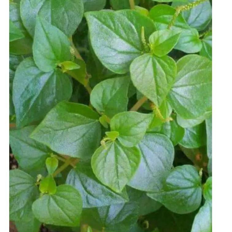 Jual daun herbal segar sirih cina berat 1 kg | sirih cina banyak ...