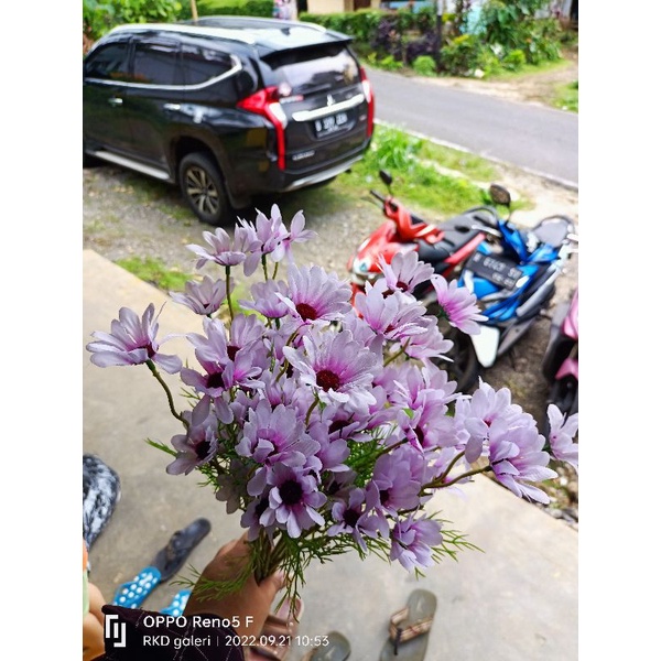 Jual aster tangkai panjang | Shopee Indonesia