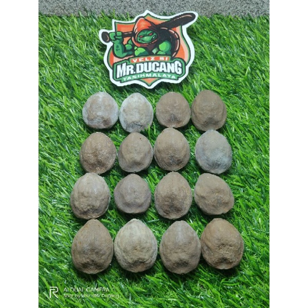 Jual MUNCANG ADU JASTIK LEGGER MIRIP SILET JAWA | Shopee Indonesia