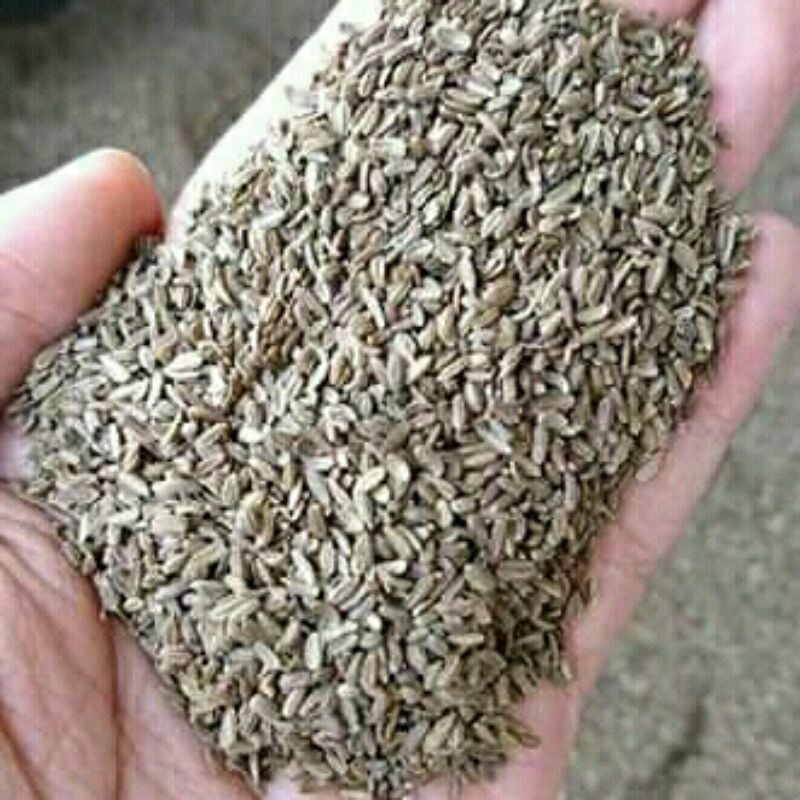 Jual Benih/bibit wortel variates lokal cipanas unggulan | Shopee Indonesia