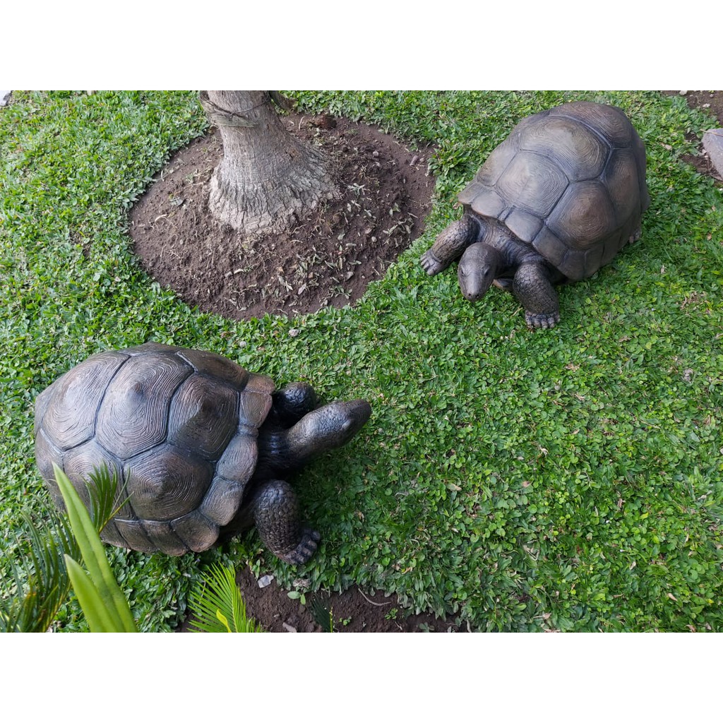 Jual Patung Kura Kura Besar Jenis Aldabra / Turtle Aldabra / Torto ...
