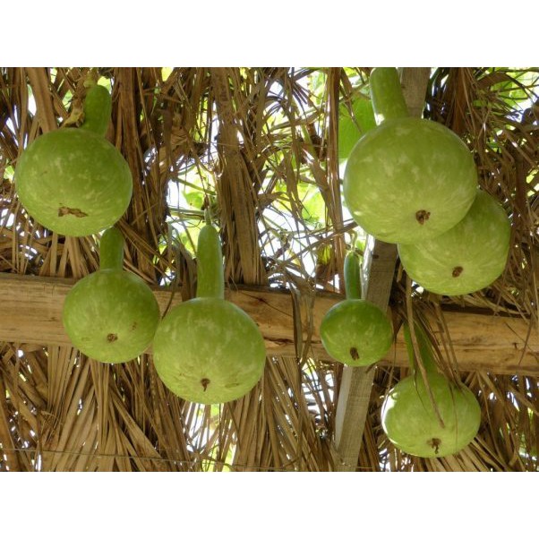 Jual Labu Air Organik 1000g | Shopee Indonesia