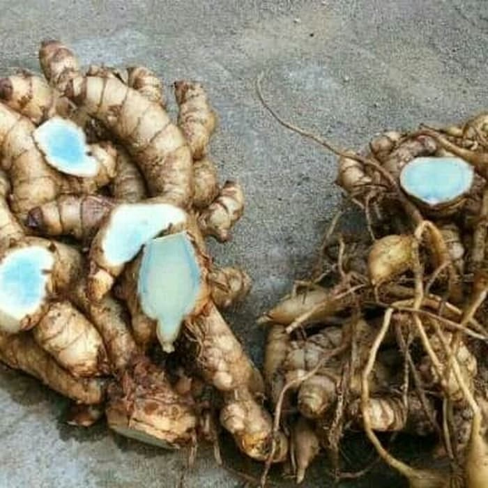 Jual temu hitam segar 1kg kunyit temu ireng | Shopee Indonesia