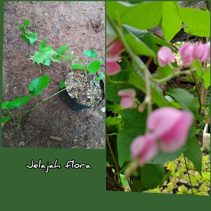 Jual Tanaman bunga Air mata pengantin | Antigonon leptopus | Shopee ...