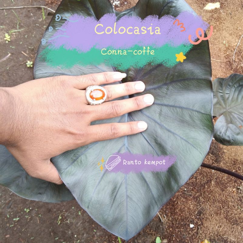 Jual Colocasia Kona Coffee ( Colocasia Cona Coffe ) | Shopee Indonesia