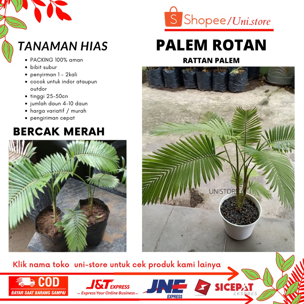 Jual Tanaman hias Palem rotan - rattan palm - Palem mini - rotan hias ...