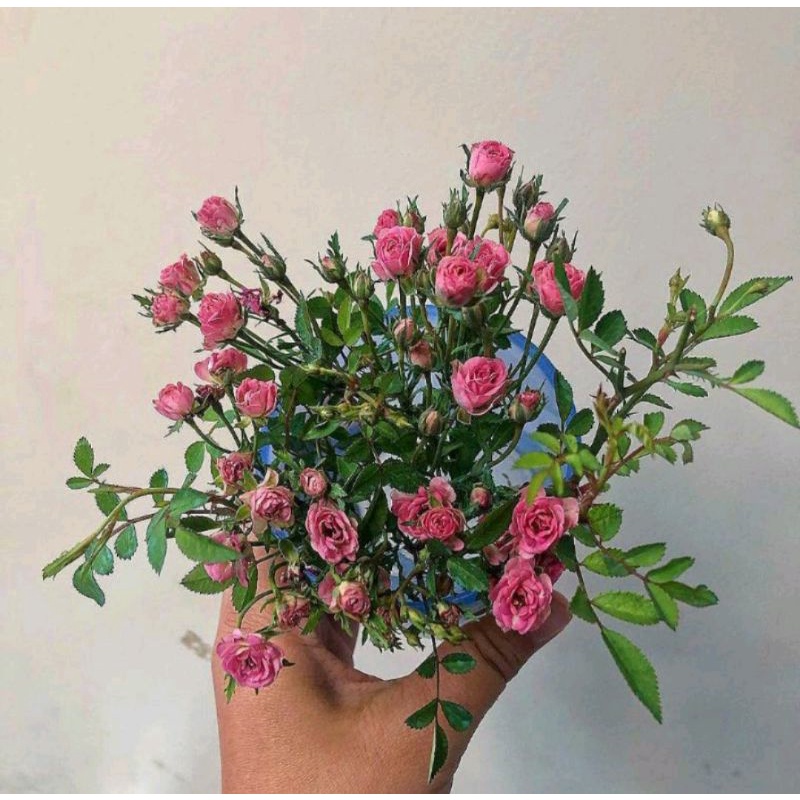 Jual bunga mawar baby rose kondisi sudah berbunga | Shopee Indonesia