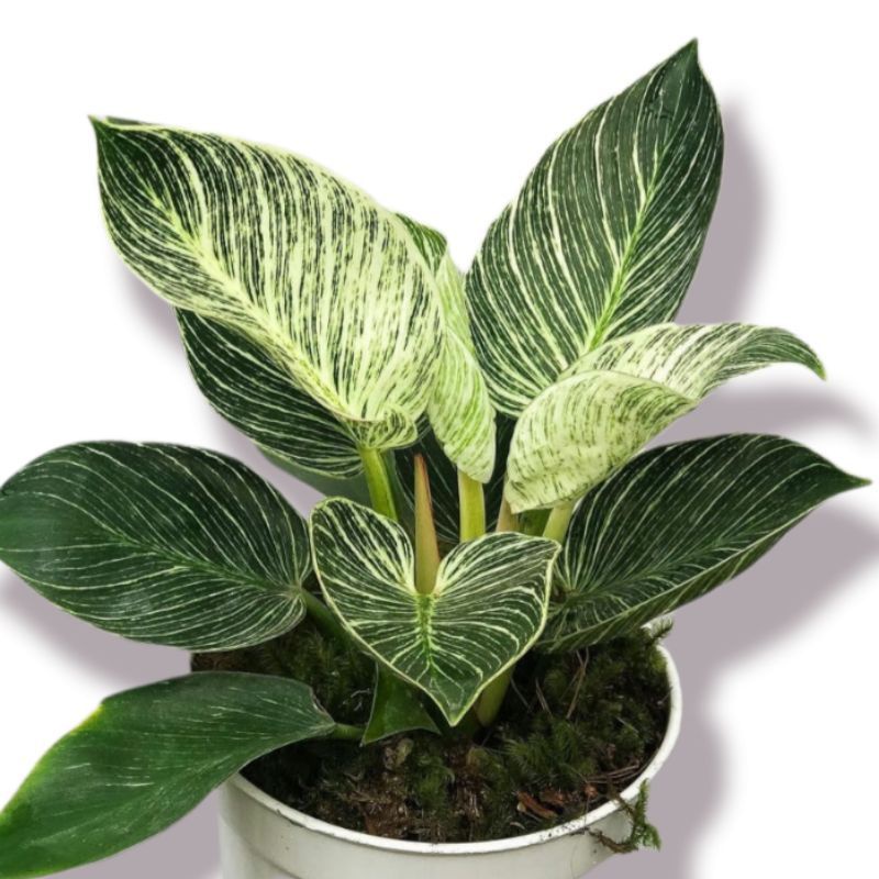 Jual Philodendron Philo Birkin/ Tanaman Hias Philo Birkin Kualitas ...
