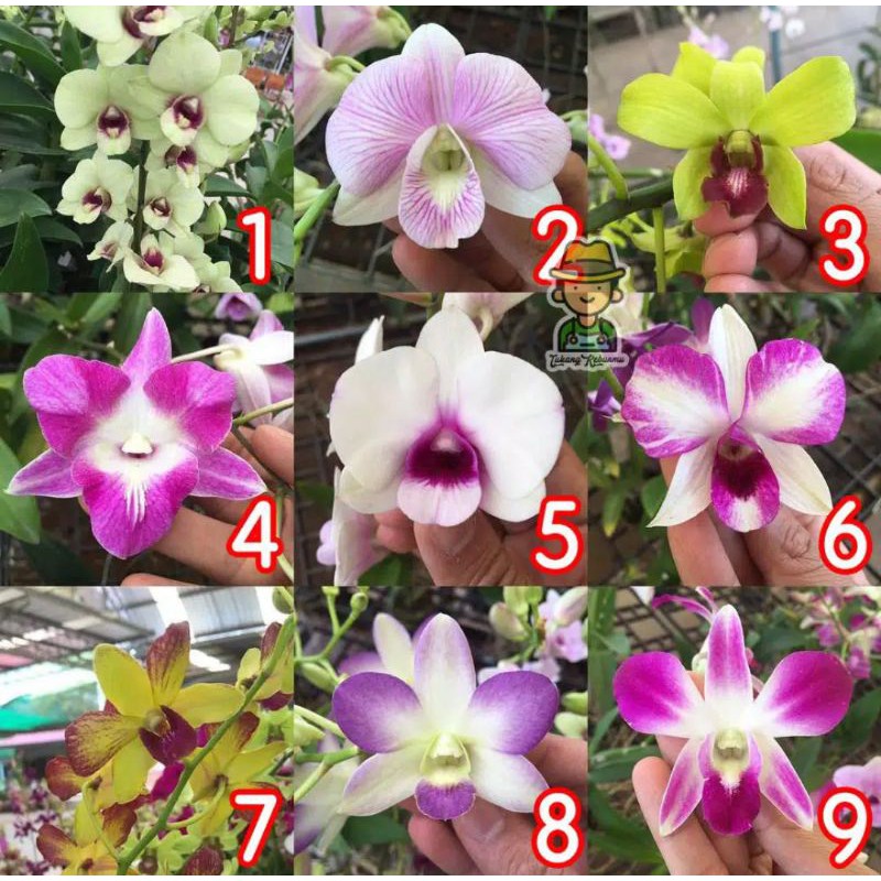 Jual Seedling Anggrek Dendrobium Hybrid - Anggrek Umur 4-6 Bulan ...