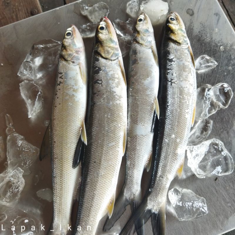 Jual Ikan Payus Segar 1~Kilogram | Shopee Indonesia