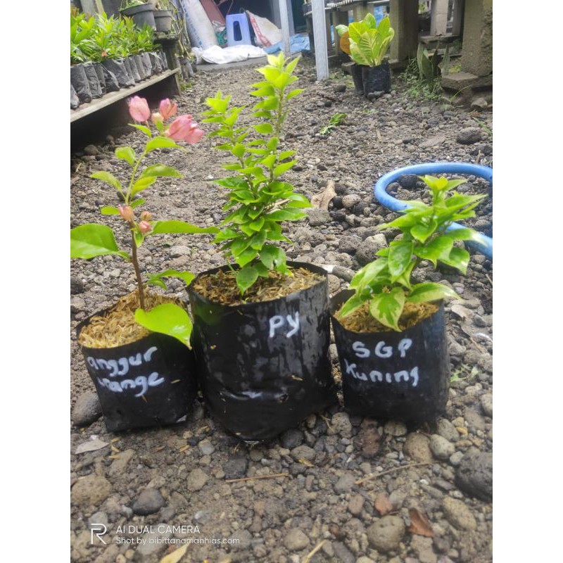 Jual Tanaman Hias Bougenvile 3 Macam Jenis 1 Paket Shopee Indonesia