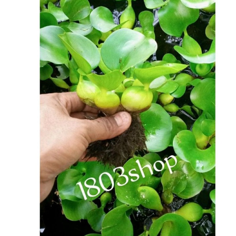 Jual tanaman eceng gondok 500gr | Shopee Indonesia
