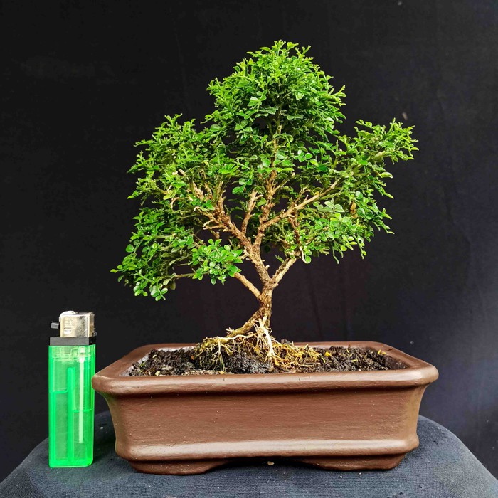 Jual Bonsai Mame Small Tanaman Hias Pohon Kemuning Mikro Mini Unik ...