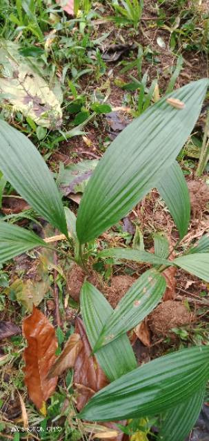 Jual Bibit marasi/pinang puyuh/pohon lemba (murah /1 pcs) | Shopee ...