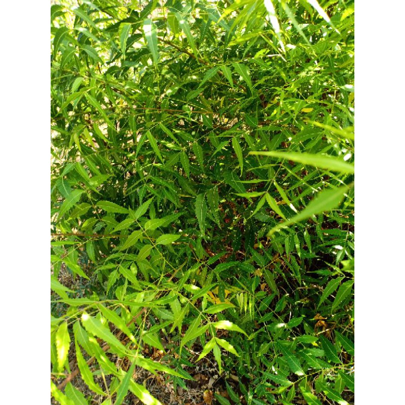 Jual DAUN NEEM /DAUN MIMBA SEGAR | Shopee Indonesia