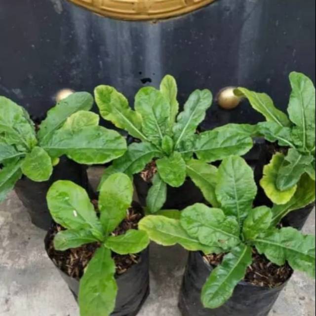 Jual Tanaman herbal tapak liman - tanaman obat tapak liman | Shopee ...