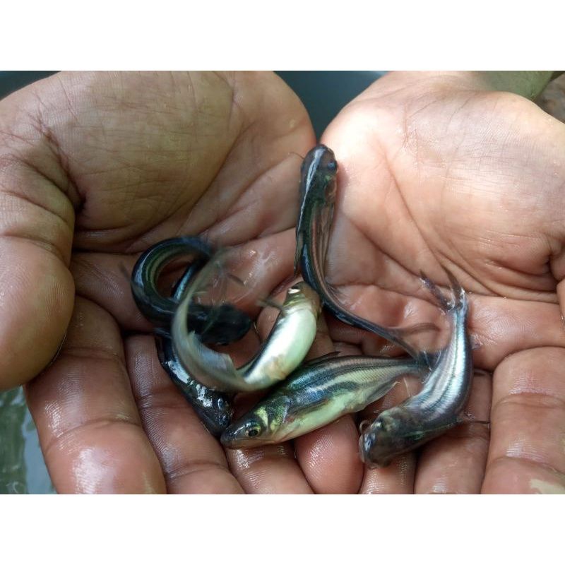 Jual bibit ikan patin ukuran 5-6 cm | Shopee Indonesia
