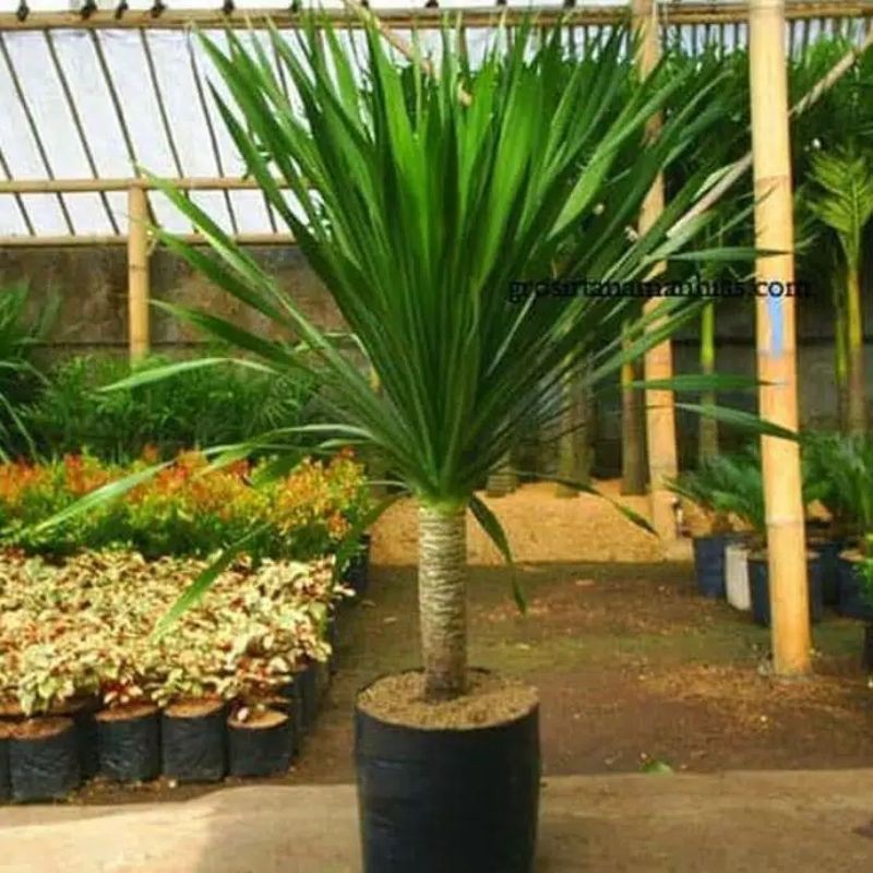 Jual Tanaman PANDAN BALI // Bibit Pandan Bali | Shopee Indonesia