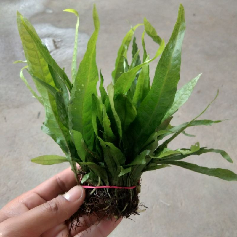 Jual 1 Ikat Kadaka Java Fern - Tanaman Aquascape - Tanaman Air Aquarium ...