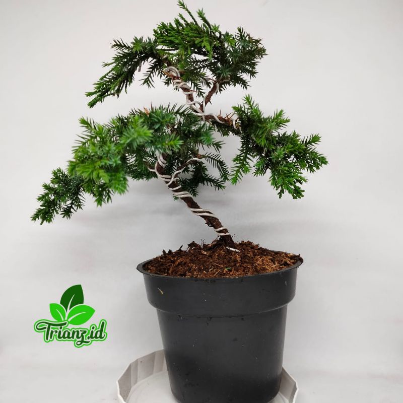 Jual bonsai cemara sepesial jenis pua pua sudah di kawat | Shopee Indonesia